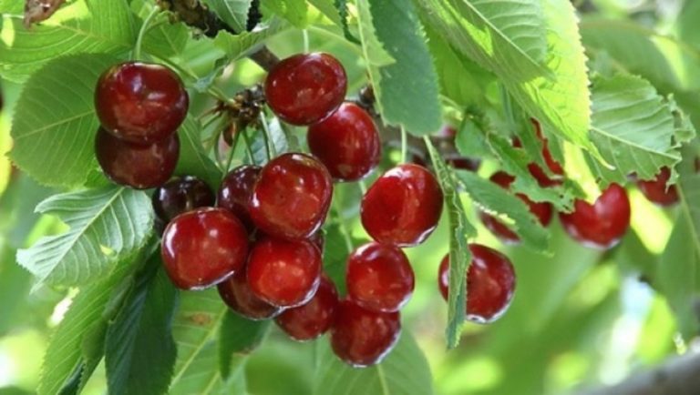 Prăjitură răsturnată cu cireșe, desertul în fața căruia nimeni nu poate ...