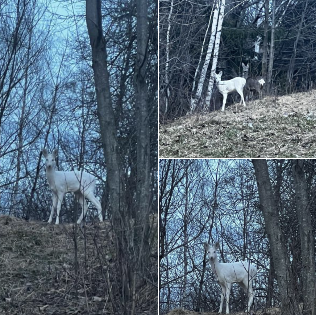 A fost fotografiat cel mai rar animal din România. În ultimii ani au ...