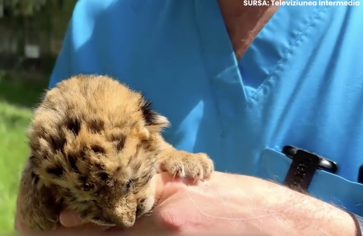 Ligrul, exemplar rar născut dintr-un leu și o tigroaică, în România ...